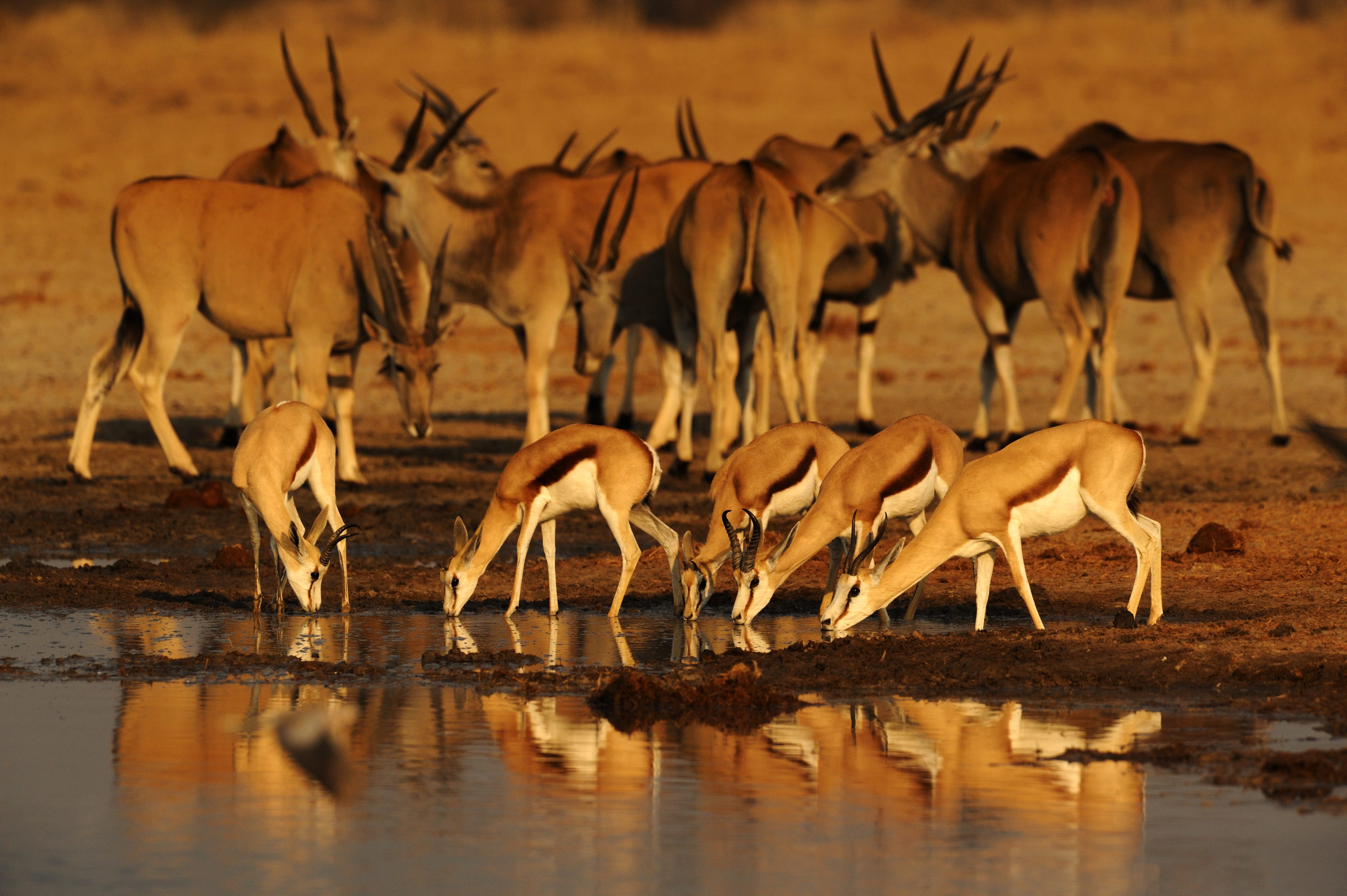 Visiting Etosha | Auditrails